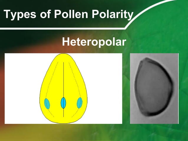 Palynology pollen morphology and biology | PDF | Gardening | Home & Garden