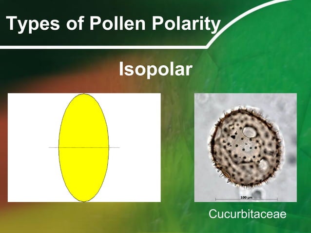 Palynology pollen morphology and biology | PDF | Gardening | Home & Garden