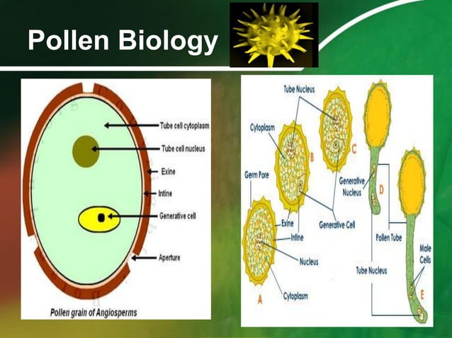 Palynology pollen morphology and biology | PDF | Gardening | Home & Garden