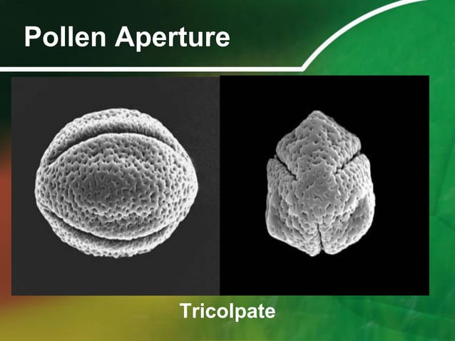 Palynology pollen morphology and biology | PDF | Gardening | Home & Garden