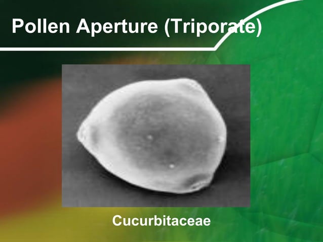 Palynology pollen morphology and biology | PDF | Gardening | Home & Garden