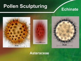 Palynology pollen morphology and biology | PDF