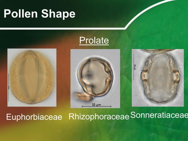 Palynology pollen morphology and biology