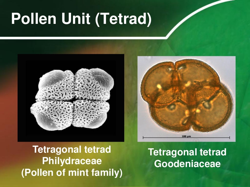Palynology pollen morphology and biology
