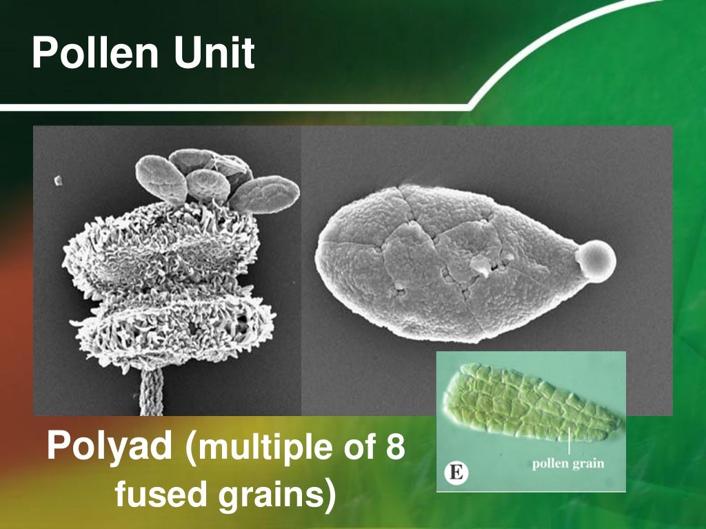 Palynology pollen morphology and biology