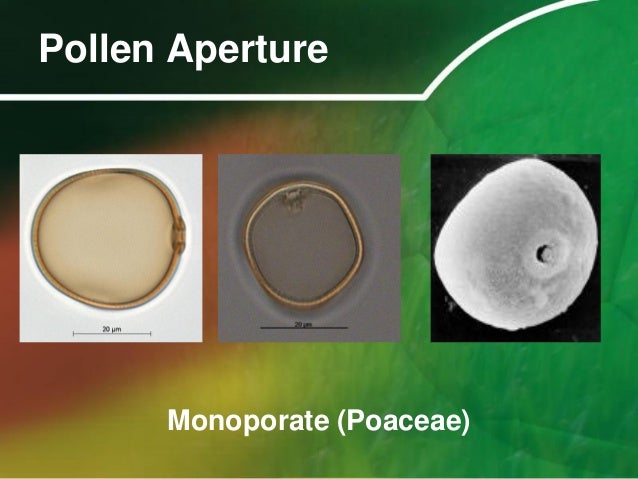 Palynology pollen morphology and biology