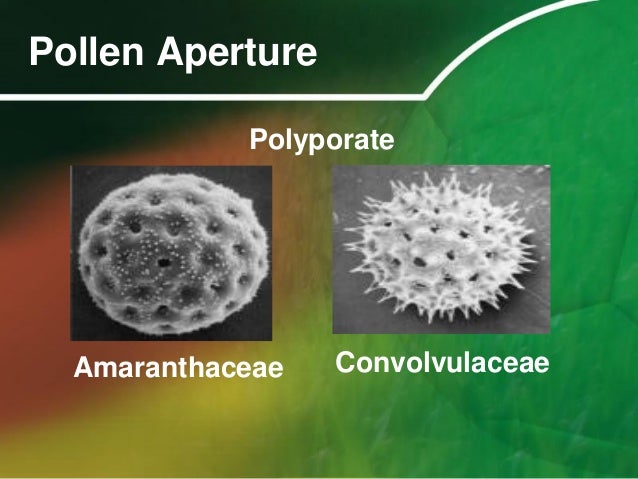 Palynology pollen morphology and biology