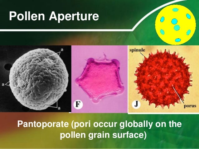 Palynology pollen morphology and biology