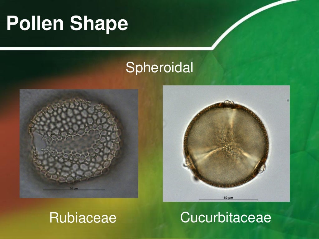 Palynology pollen morphology and biology