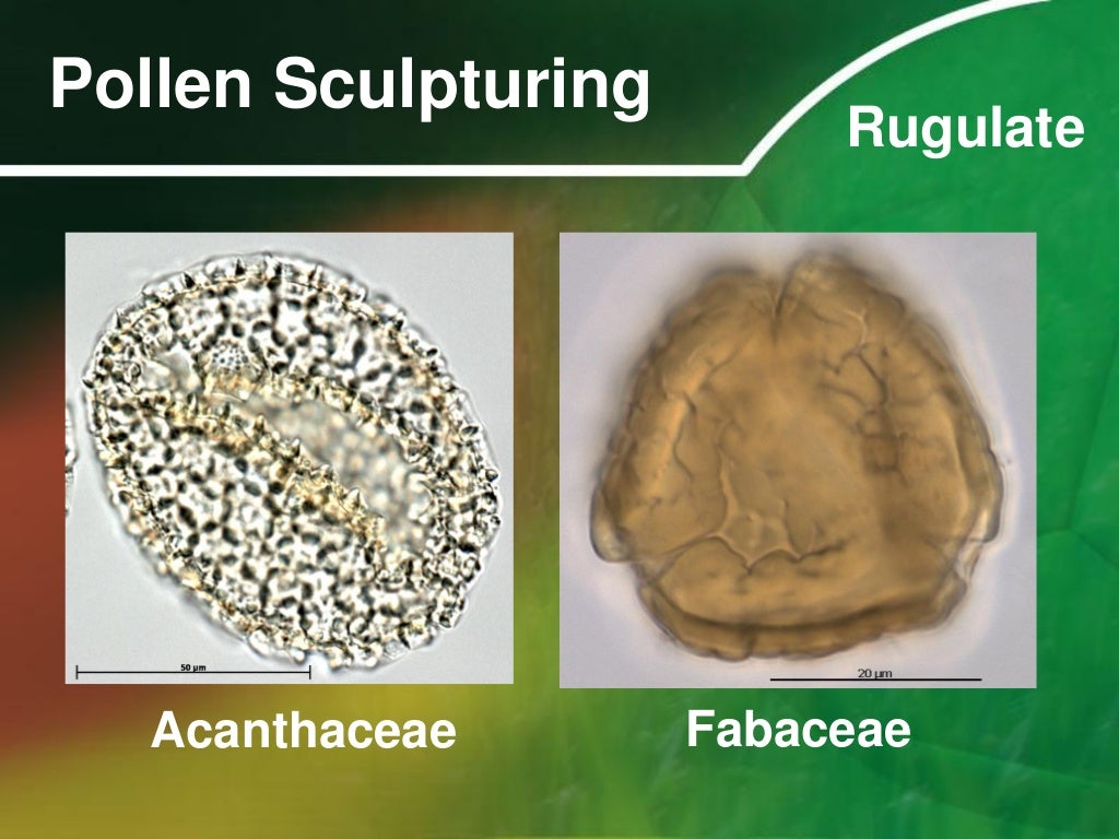 Palynology pollen morphology and biology