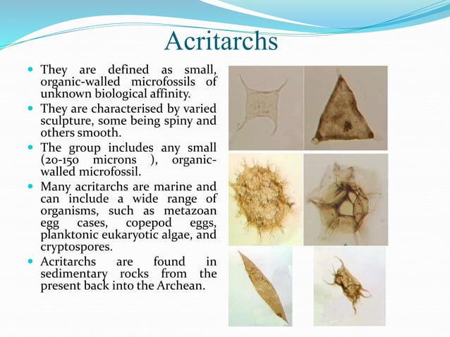 Palynomorphs-Applications in Geology.pptx