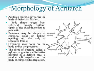 Palynomorphs-Applications in Geology.pptx