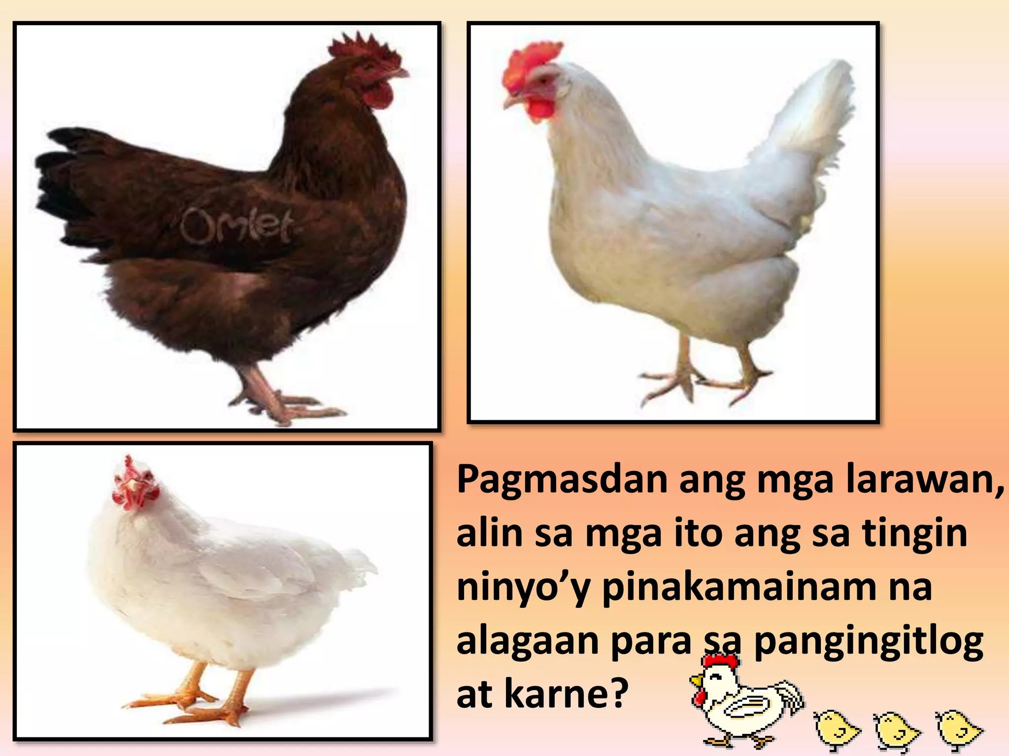 Pamaraan sa pag aalaga ng manok | PPTX