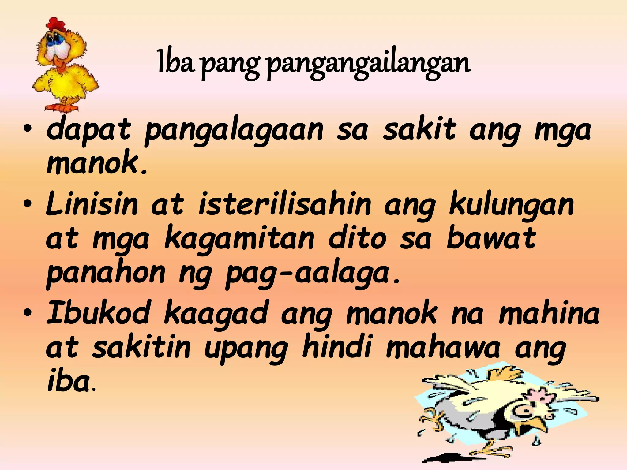 Pamaraan sa pag aalaga ng manok | PPTX