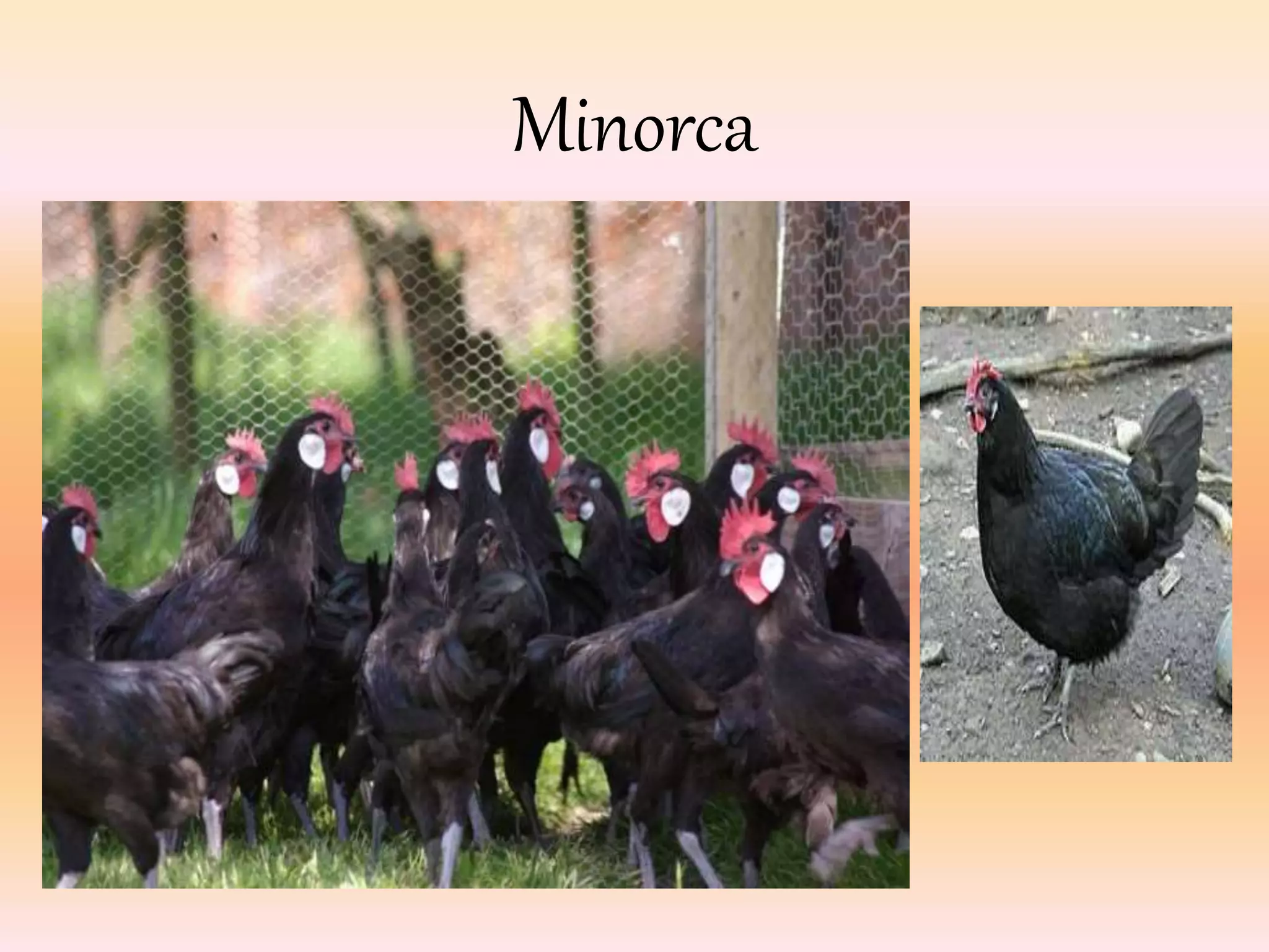 Pamaraan sa pag aalaga ng manok | PPTX