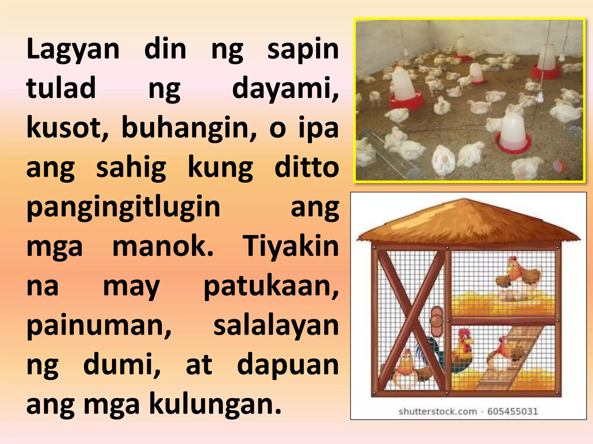 Pamaraan sa pag aalaga ng manok | PPTX
