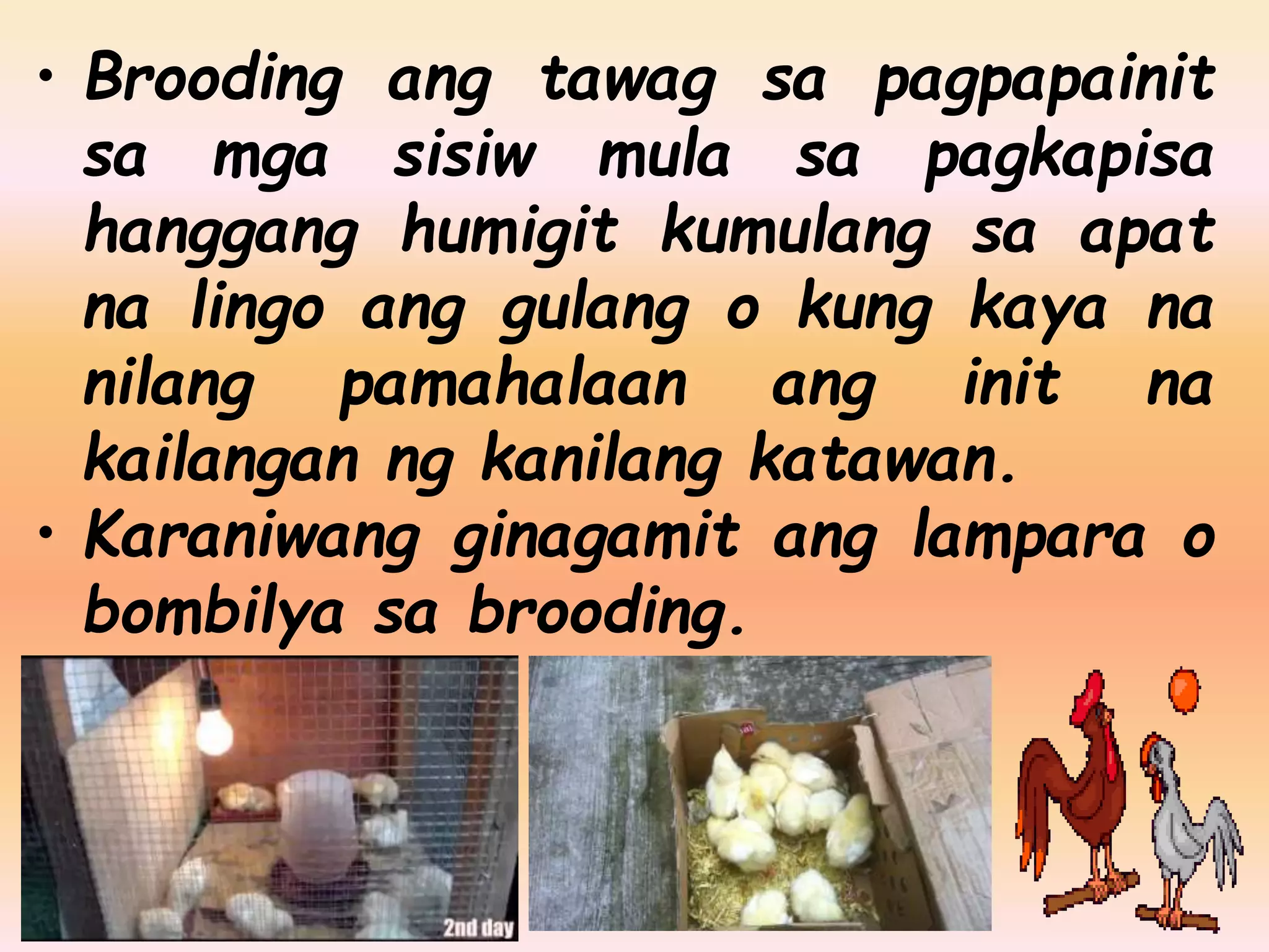 Pamaraan sa pag aalaga ng manok | PPTX