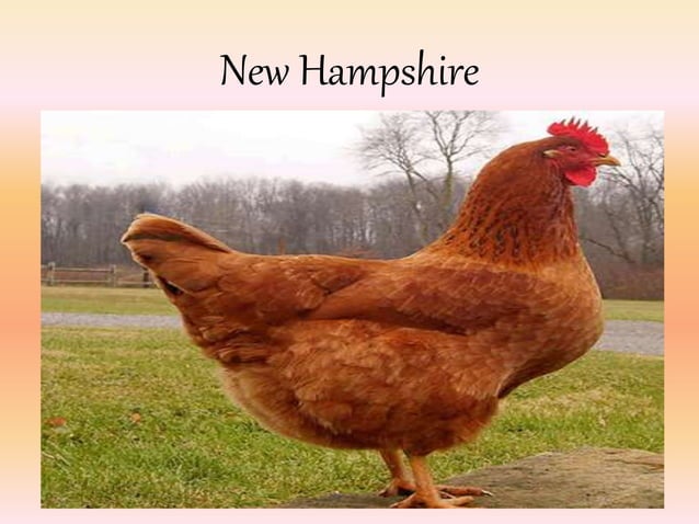 Pamaraan sa pag aalaga ng manok | PPTX