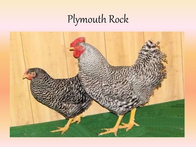 Pamaraan sa pag aalaga ng manok | PPTX