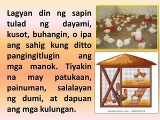 Pamaraan sa pag aalaga ng manok | PPTX