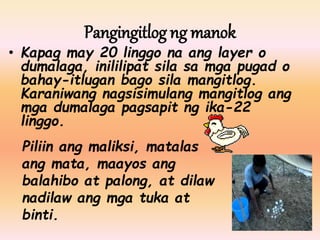 Pamaraan sa pag aalaga ng manok | PPTX