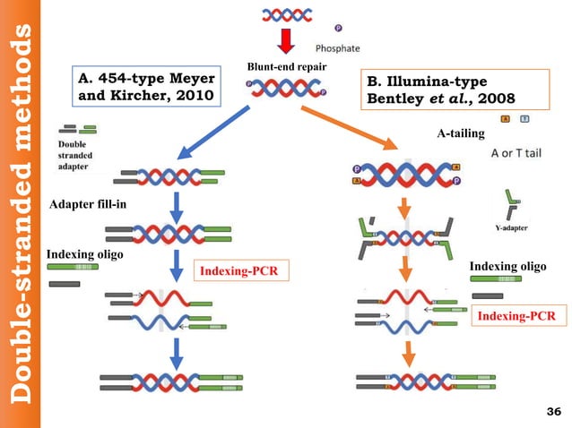Paleogenomics: Connecting the dots of crop evolution | PPTX