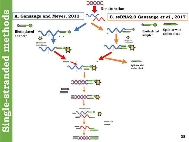 Paleogenomics: Connecting the dots of crop evolution | PPTX