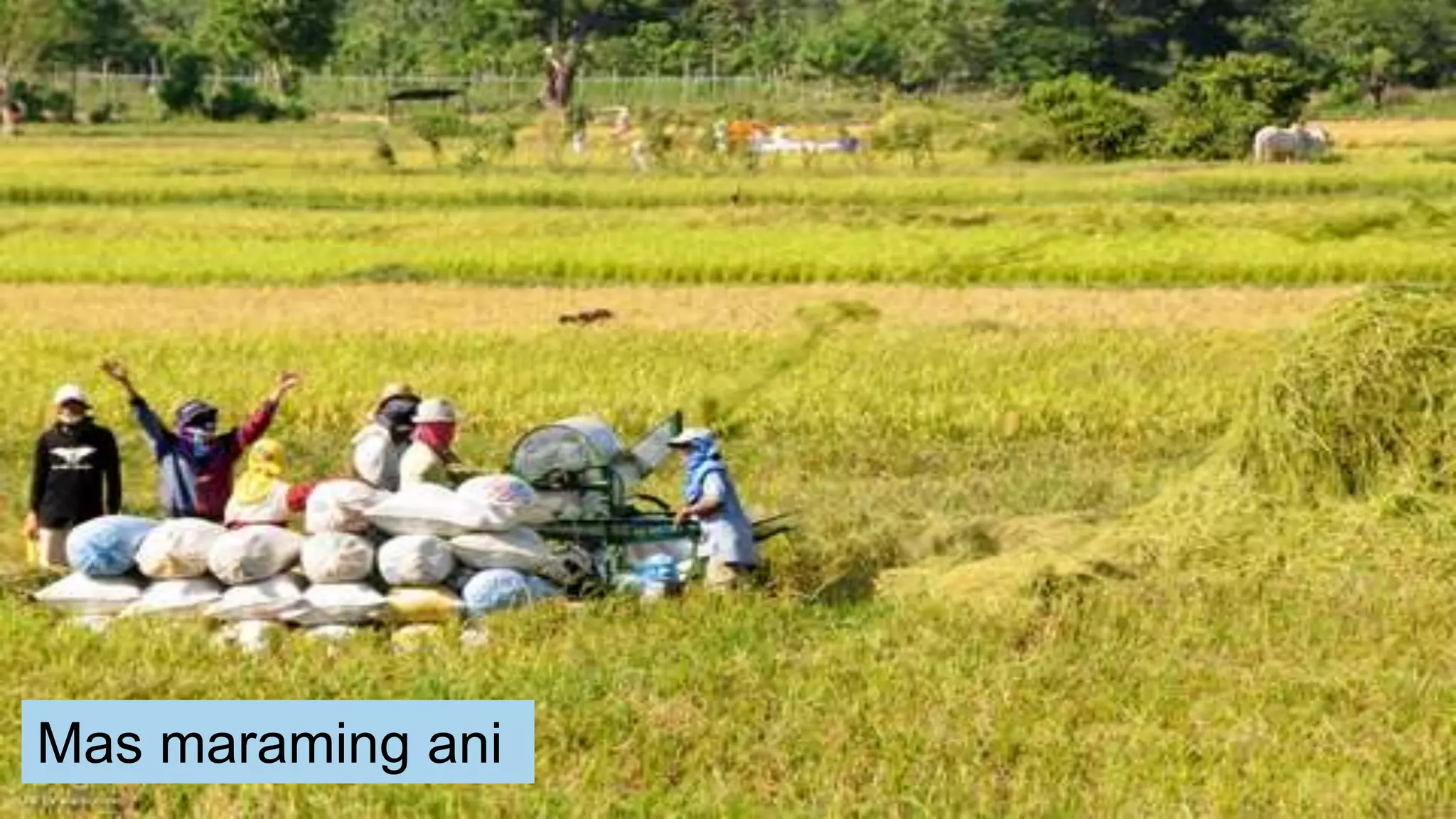 PAMBANSANG KAUNLARAN.pptx