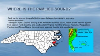 Pamlico sound estuary | PPTX