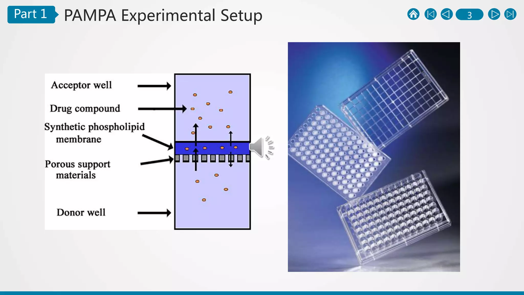 Pampa permeability assay | PPTX
