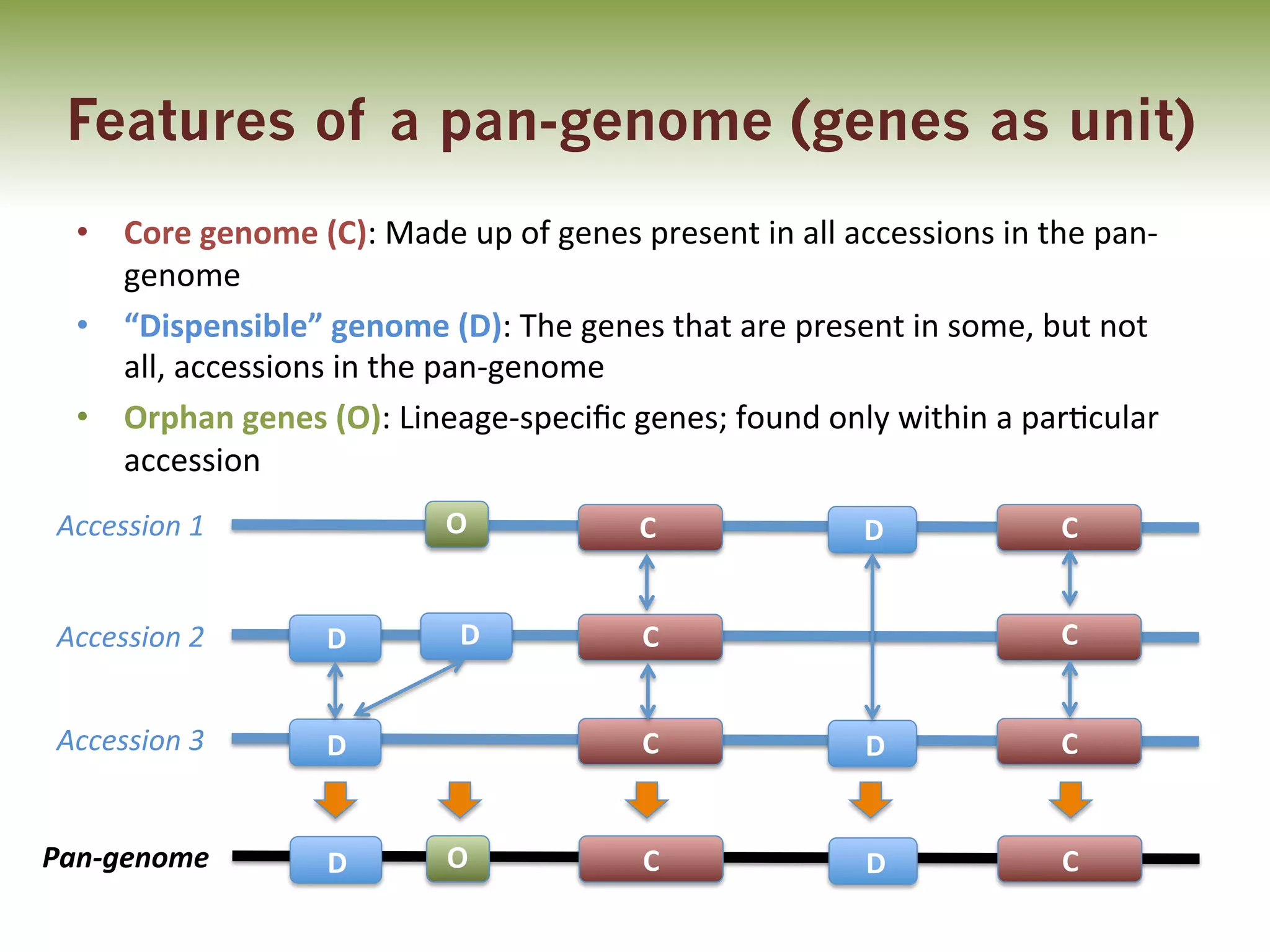 AgBioData: Complexity and Diversity of the Pan-Genome | PDF