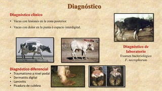 Panadizo en Bovinos | PPTX