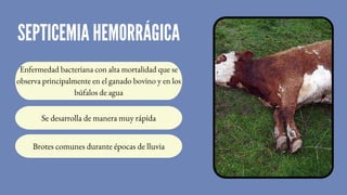 Septicemia Hemorrágica y Panadizo.pdf