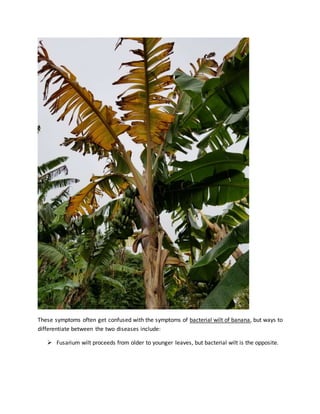 Panama disease Of Banana. | DOCX