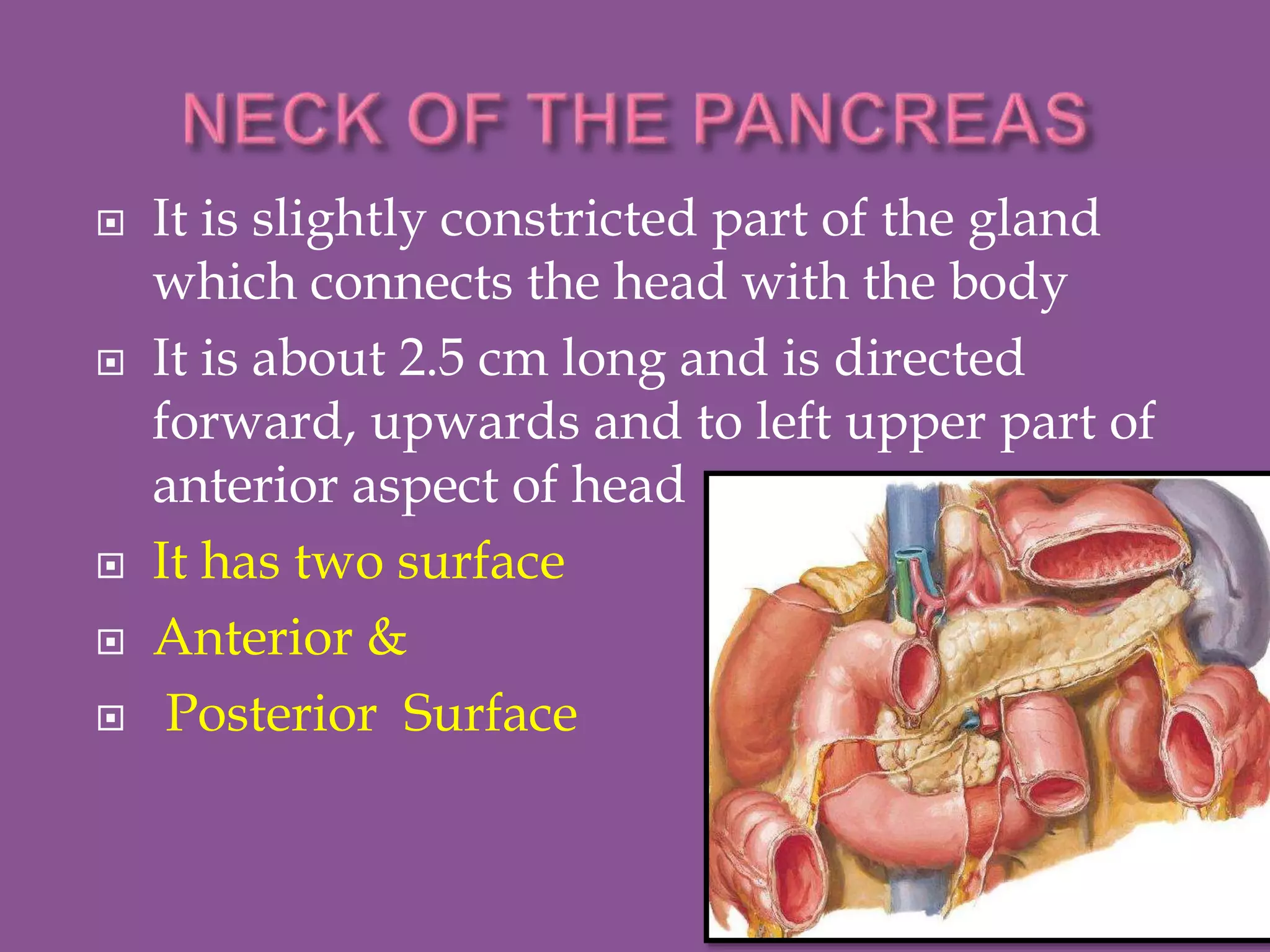 ANATOMY OF PANCREAS | PPTX
