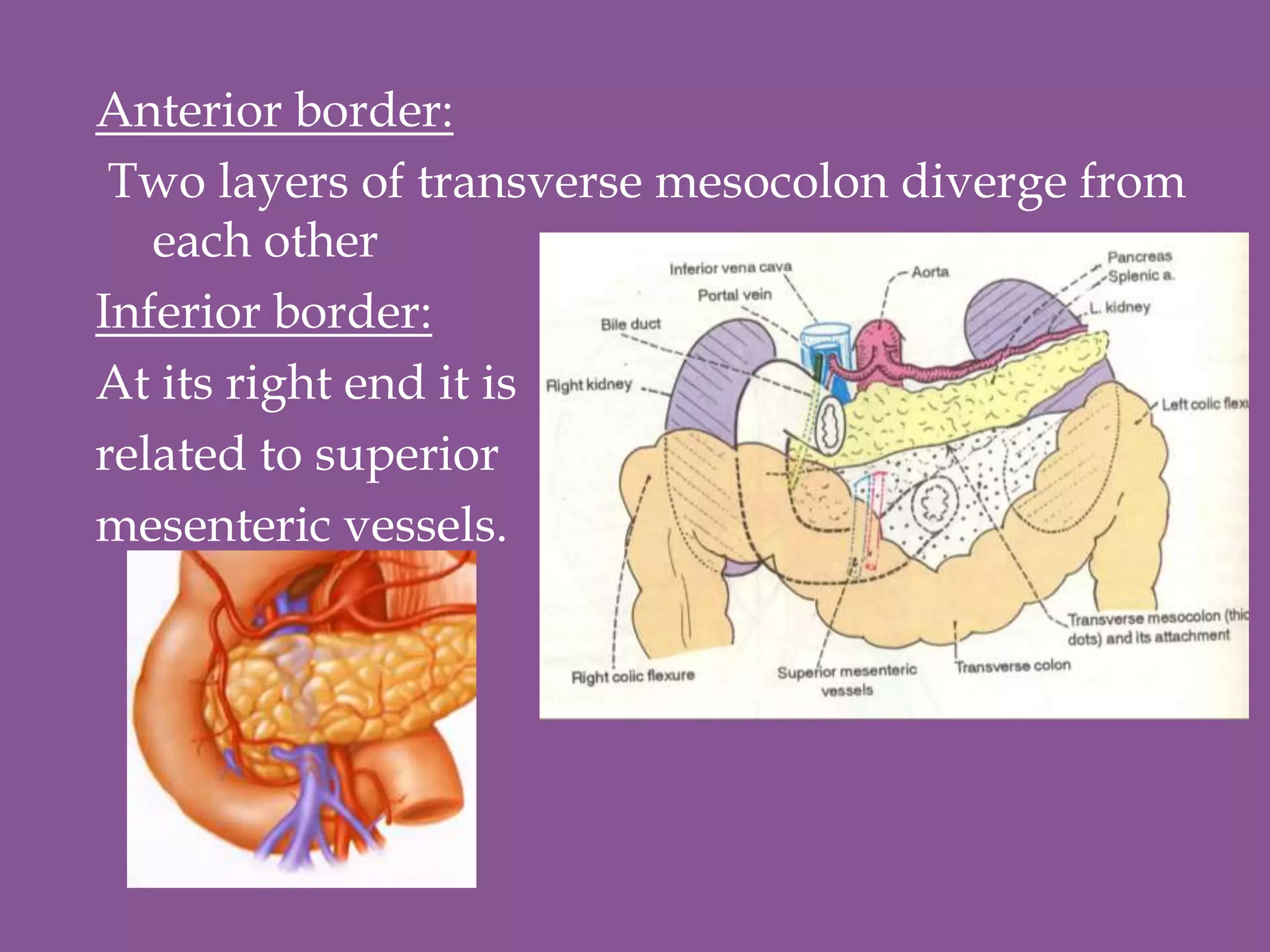ANATOMY OF PANCREAS | PPTX