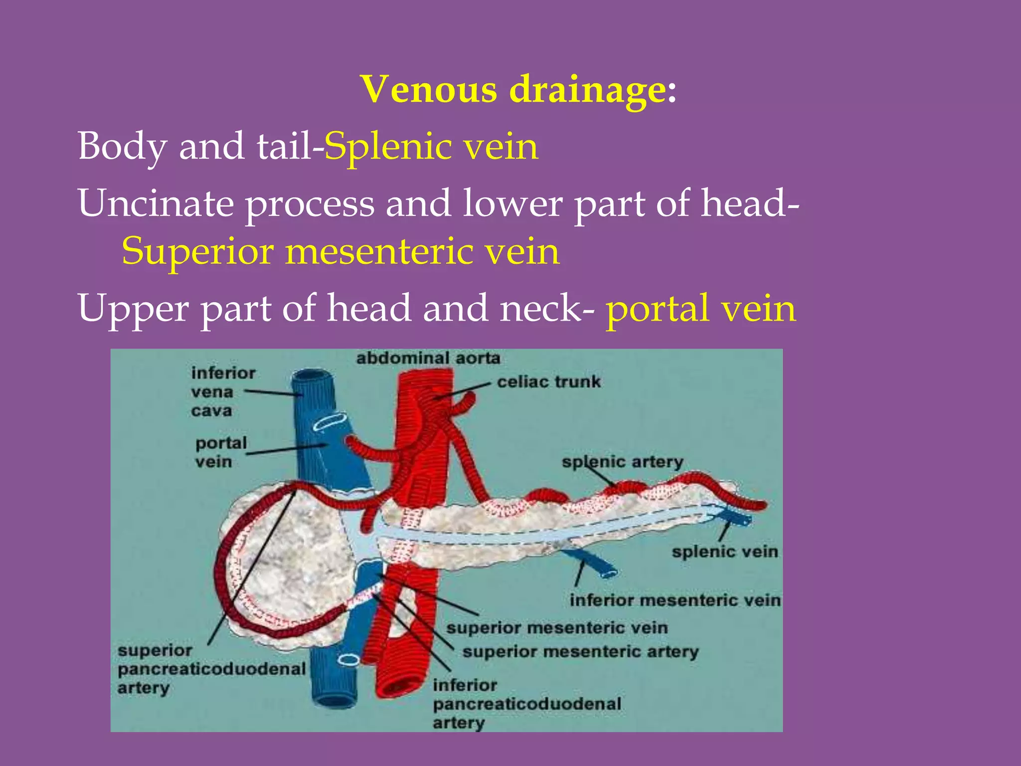 ANATOMY OF PANCREAS | PPTX