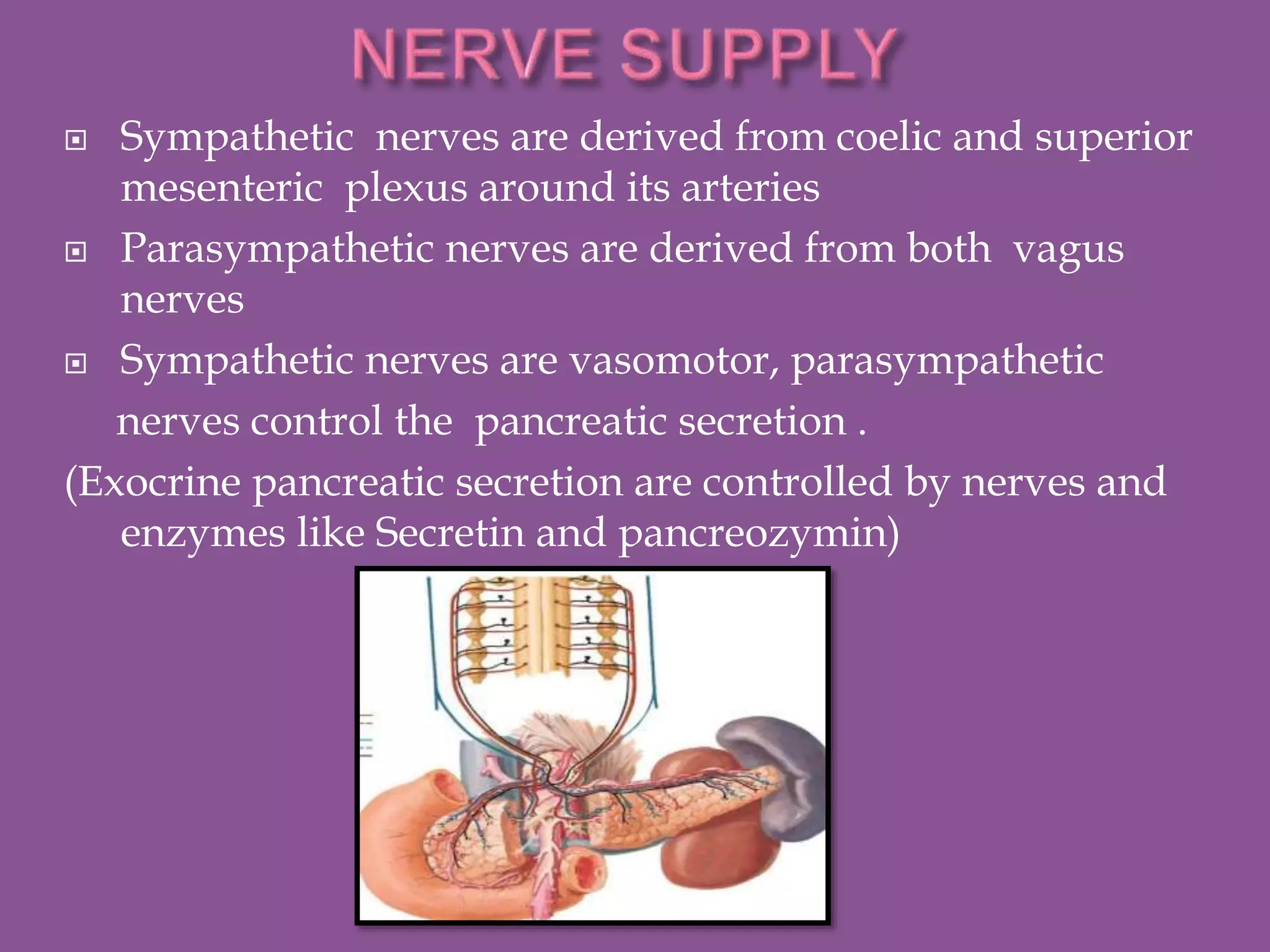 ANATOMY OF PANCREAS | PPTX
