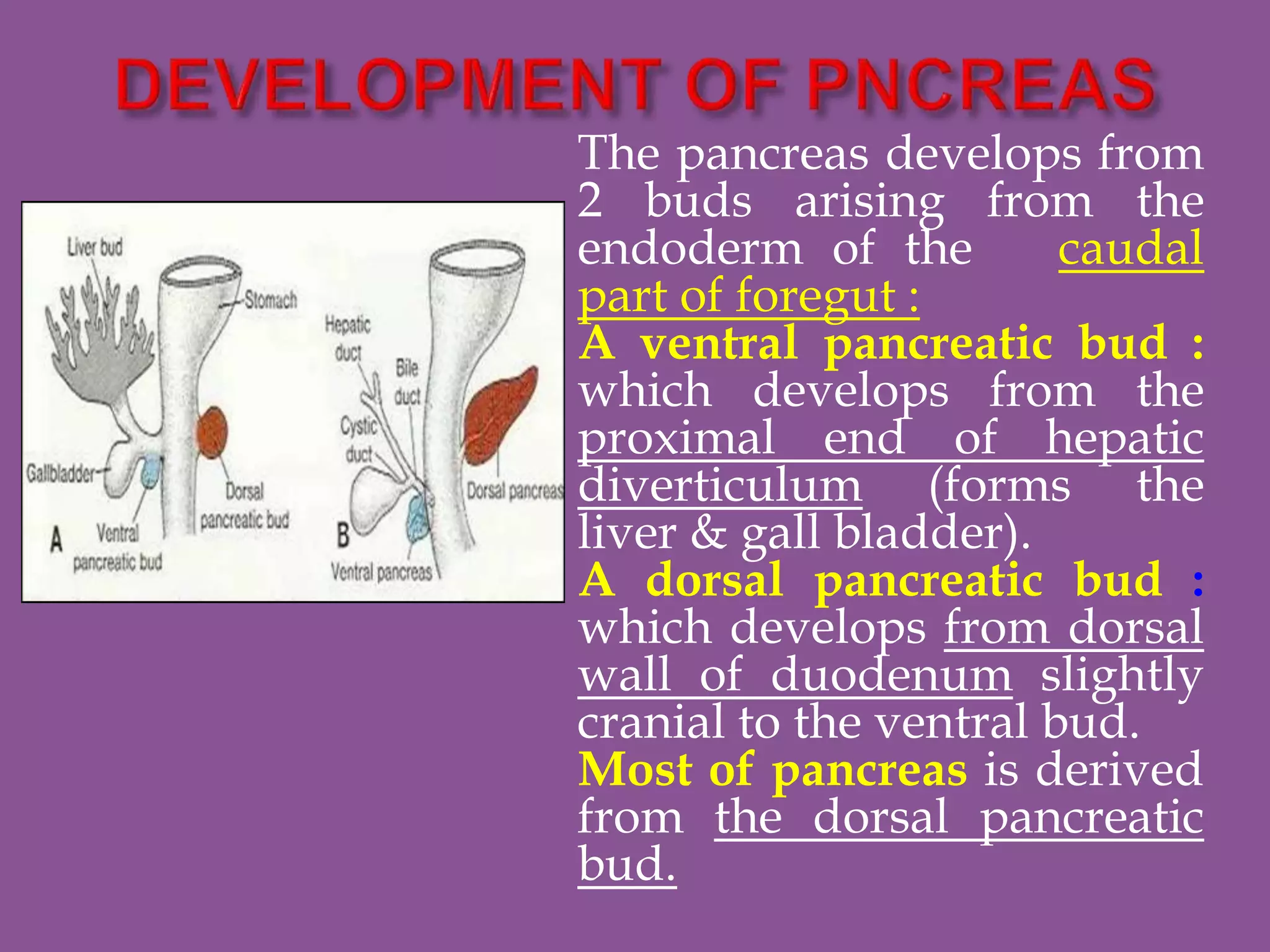 ANATOMY OF PANCREAS | PPTX