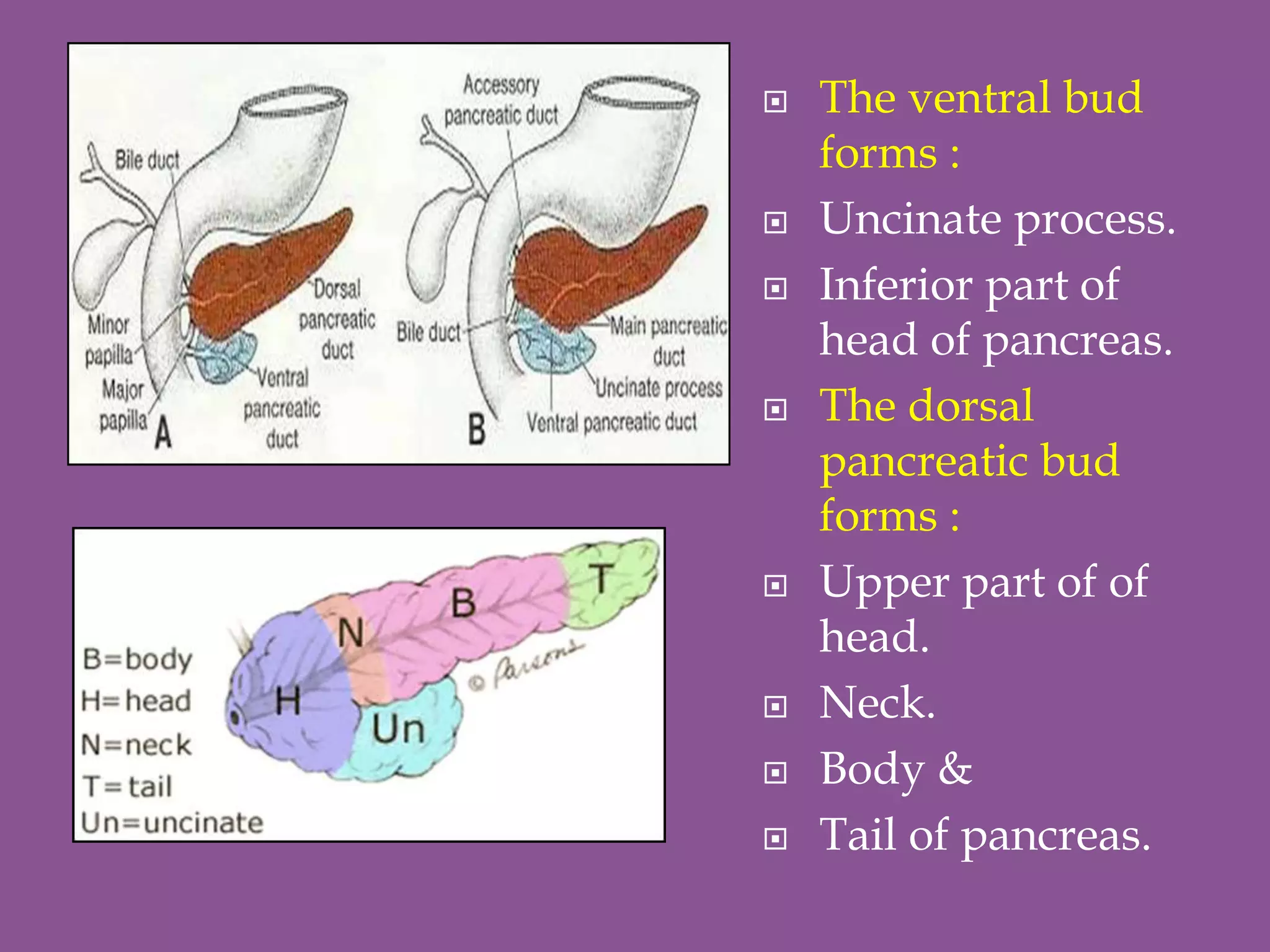 ANATOMY OF PANCREAS | PPTX