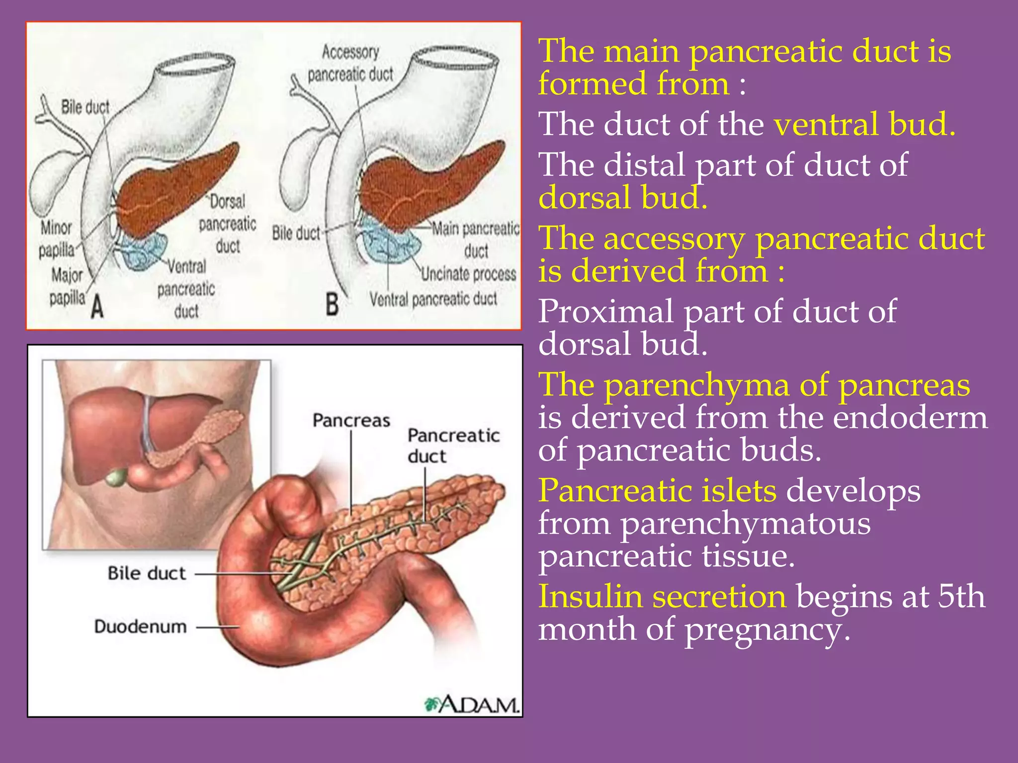 ANATOMY OF PANCREAS | PPTX