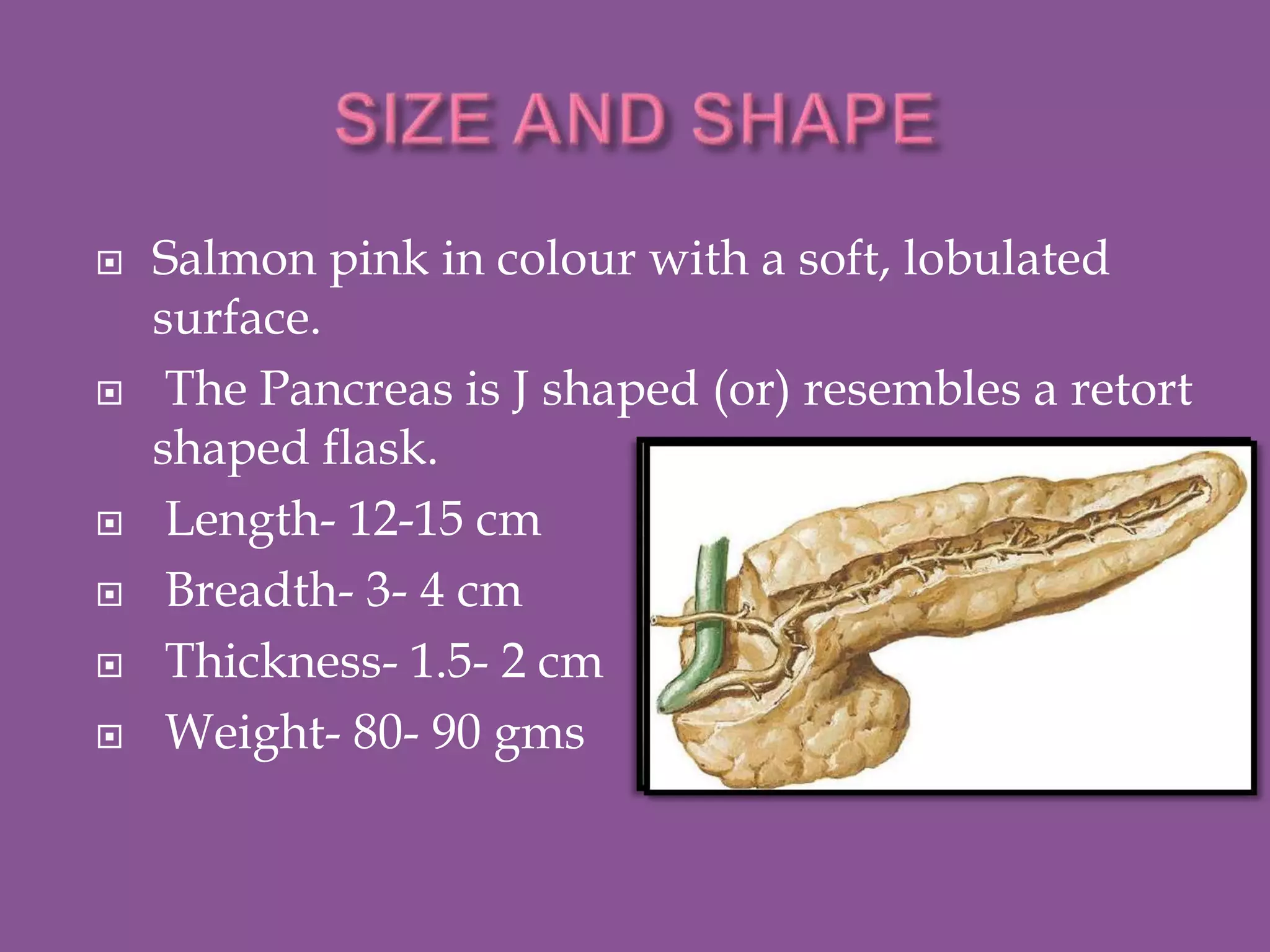 ANATOMY OF PANCREAS | PPTX
