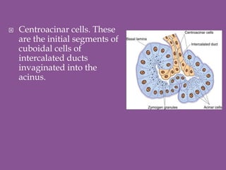 ANATOMY OF PANCREAS | PPTX