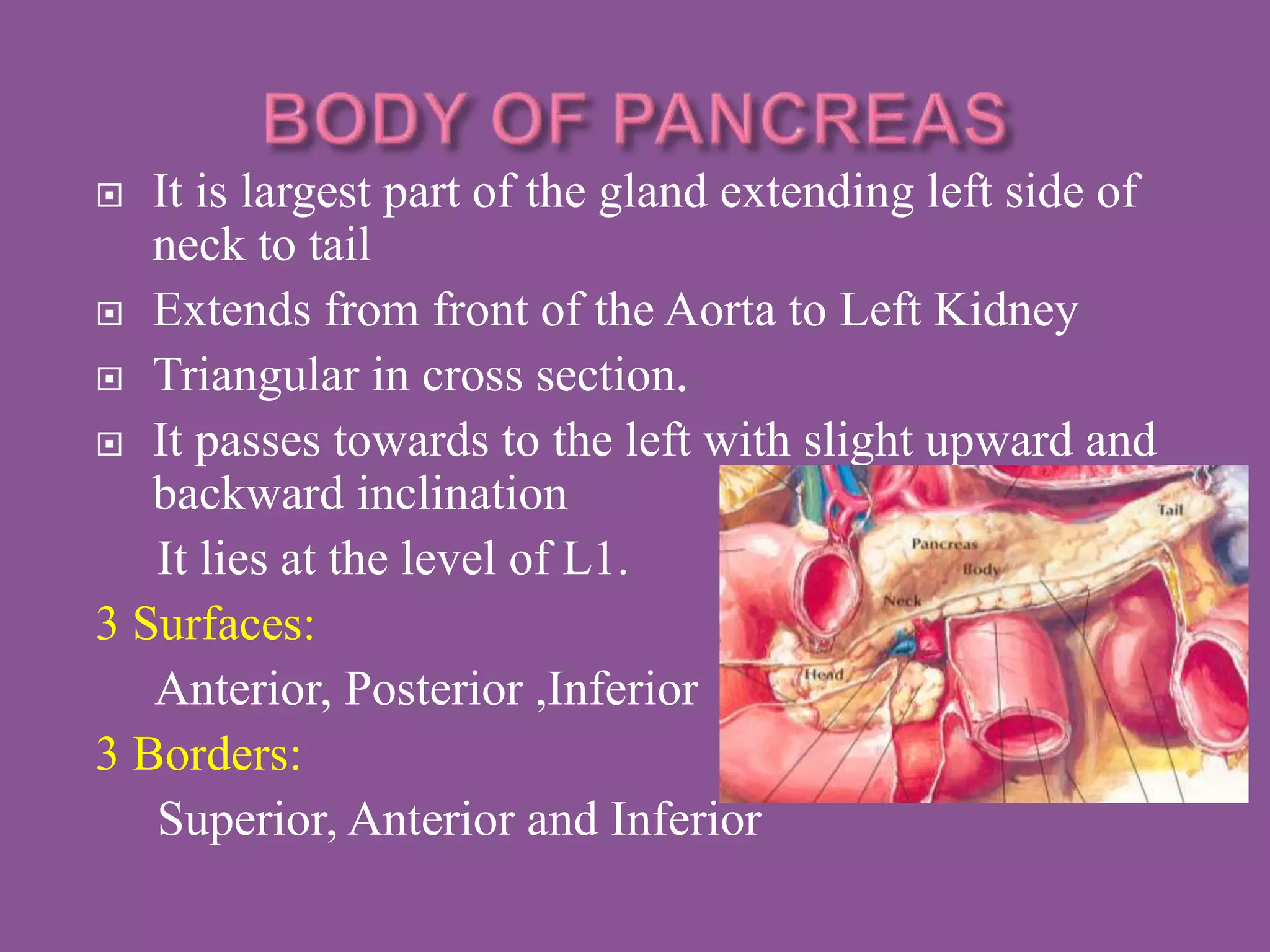 ANATOMY OF PANCREAS | PPT | Free Download