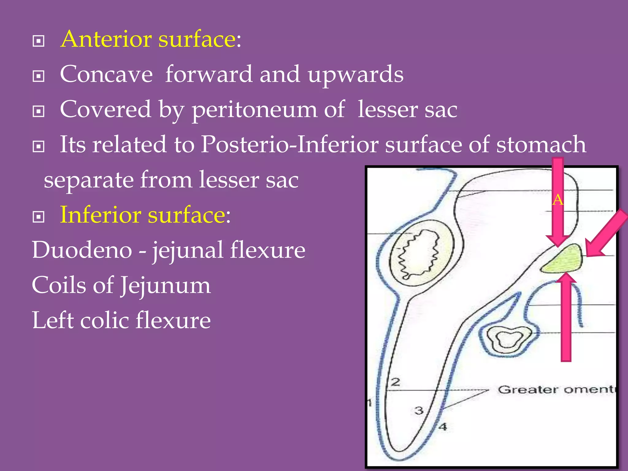 ANATOMY OF PANCREAS | PPT | Free Download