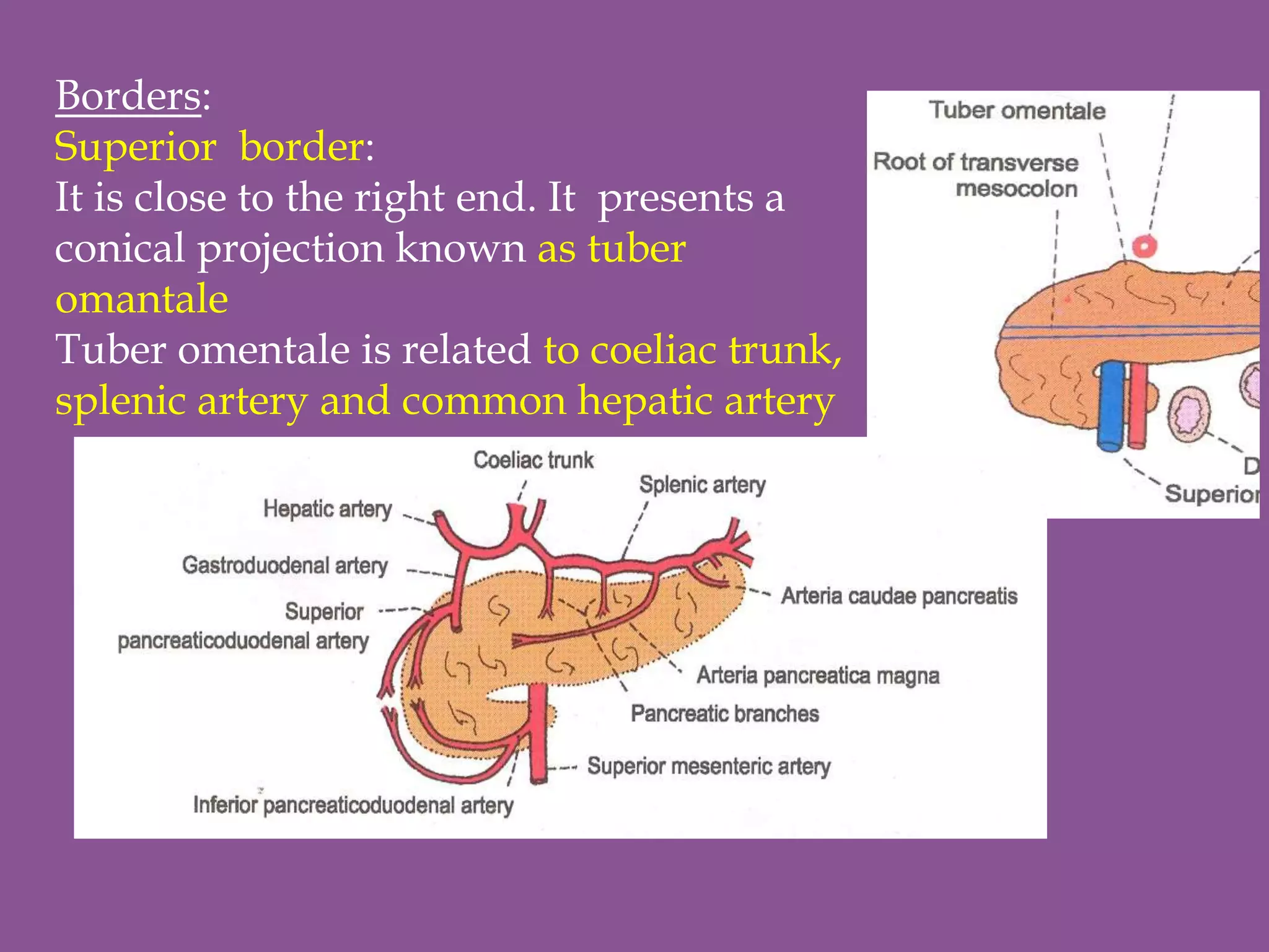 ANATOMY OF PANCREAS | PPT | Free Download