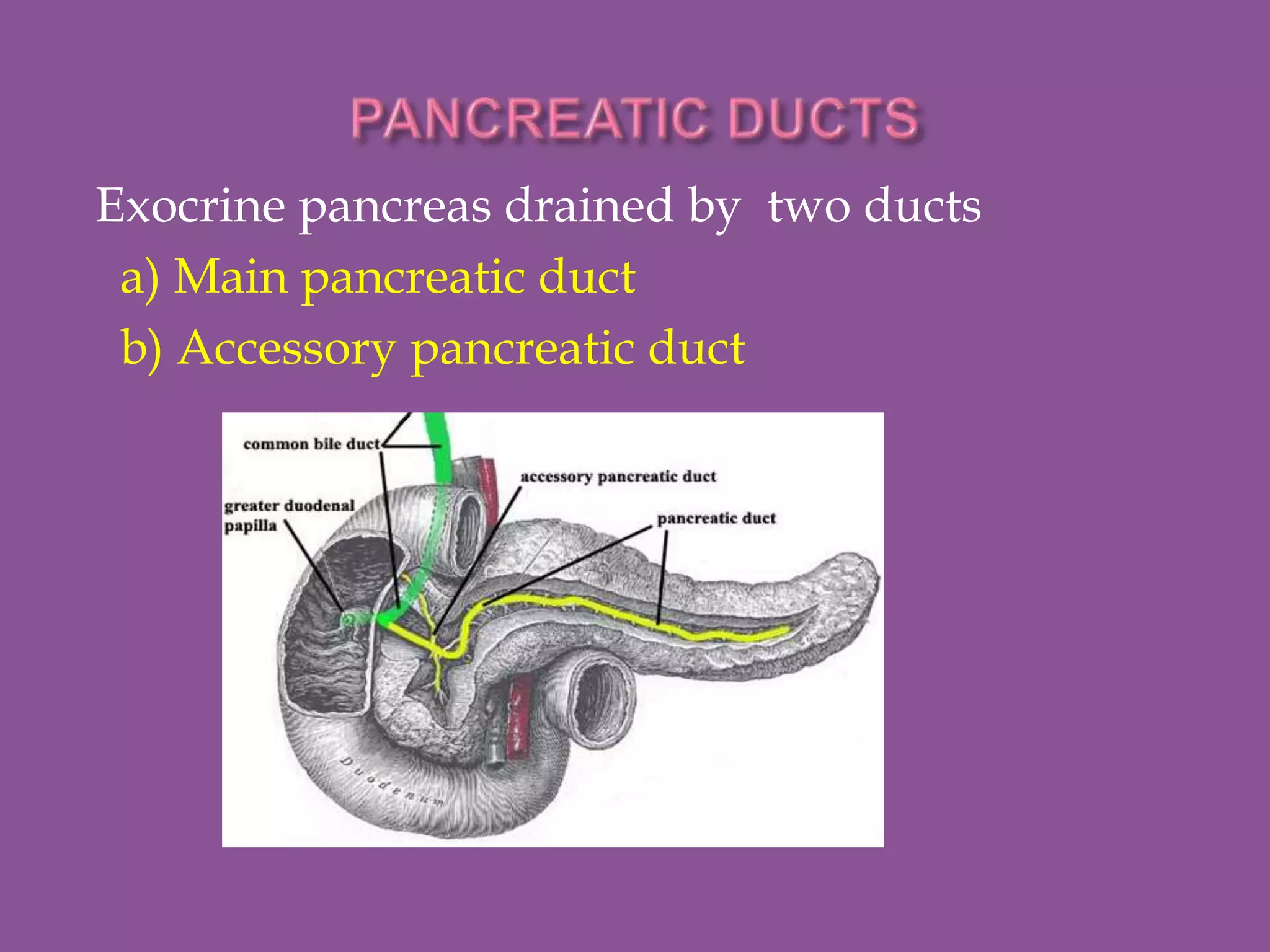 ANATOMY OF PANCREAS | PPT | Free Download