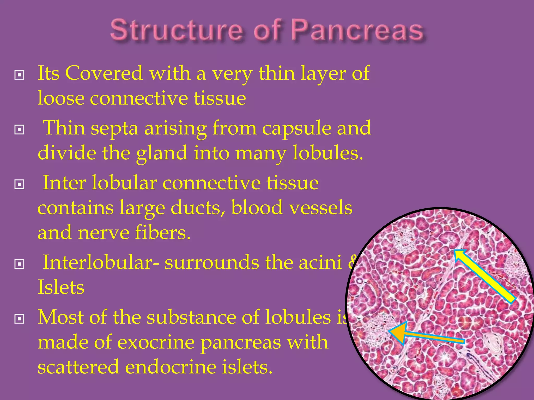 ANATOMY OF PANCREAS | PPT | Free Download