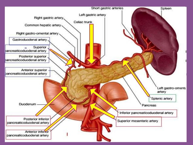 ANATOMY OF PANCREAS | PPT | Free Download