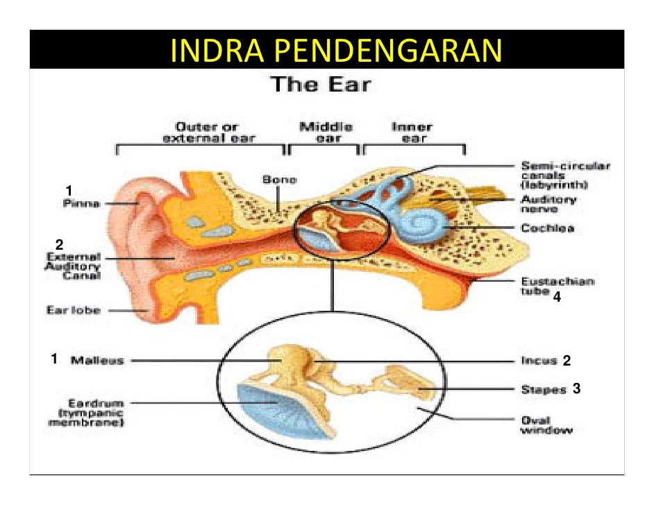 Panca indera oleh ismail